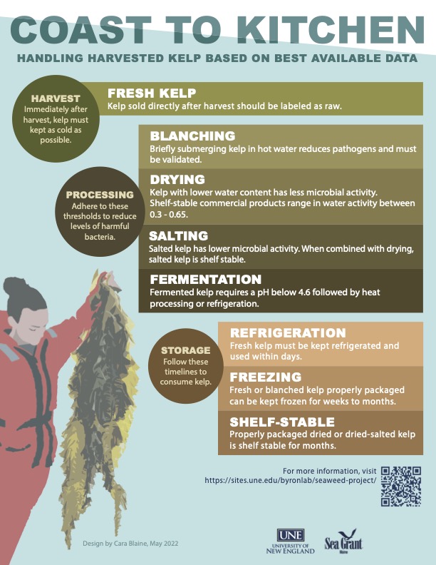 Safe Seaweed Processing/handing Infographic - Byron Marine Ecology Lab