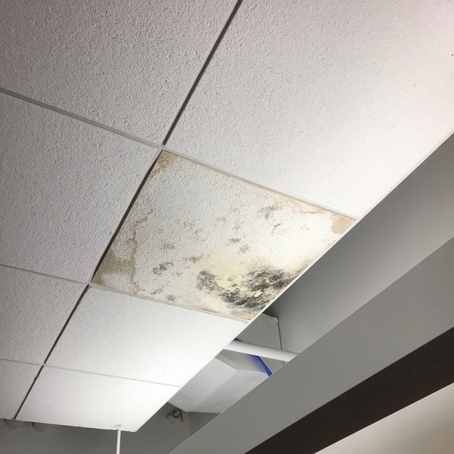 White Mold On Ceiling Tiles Taraba Home Review