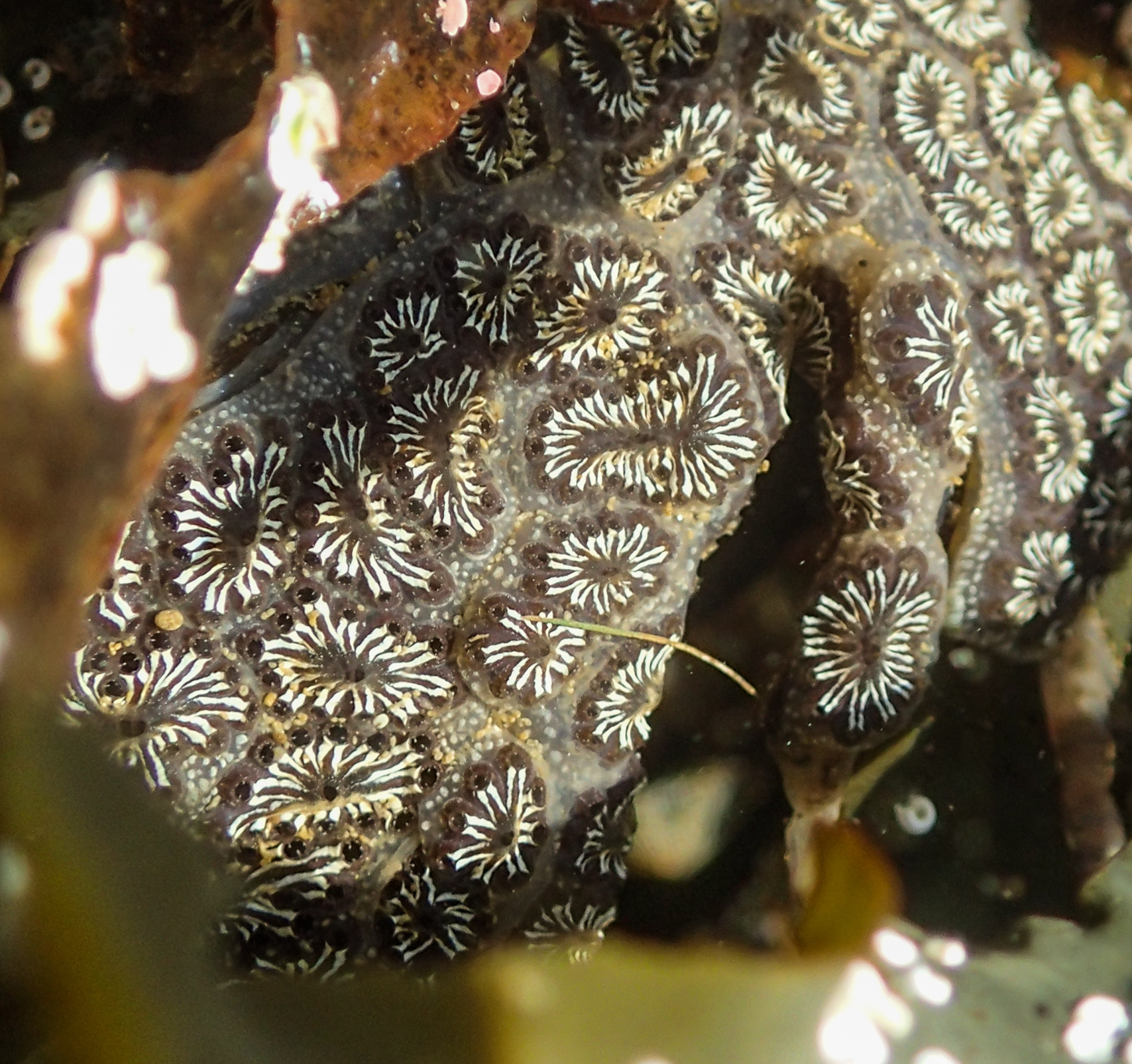 Current Research - UNE Frederich Invertebrate Physiology Lab