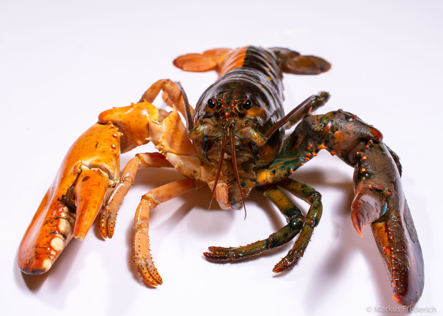 Split lobster comes to UNE - UNE Frederich Invertebrate Physiology Lab