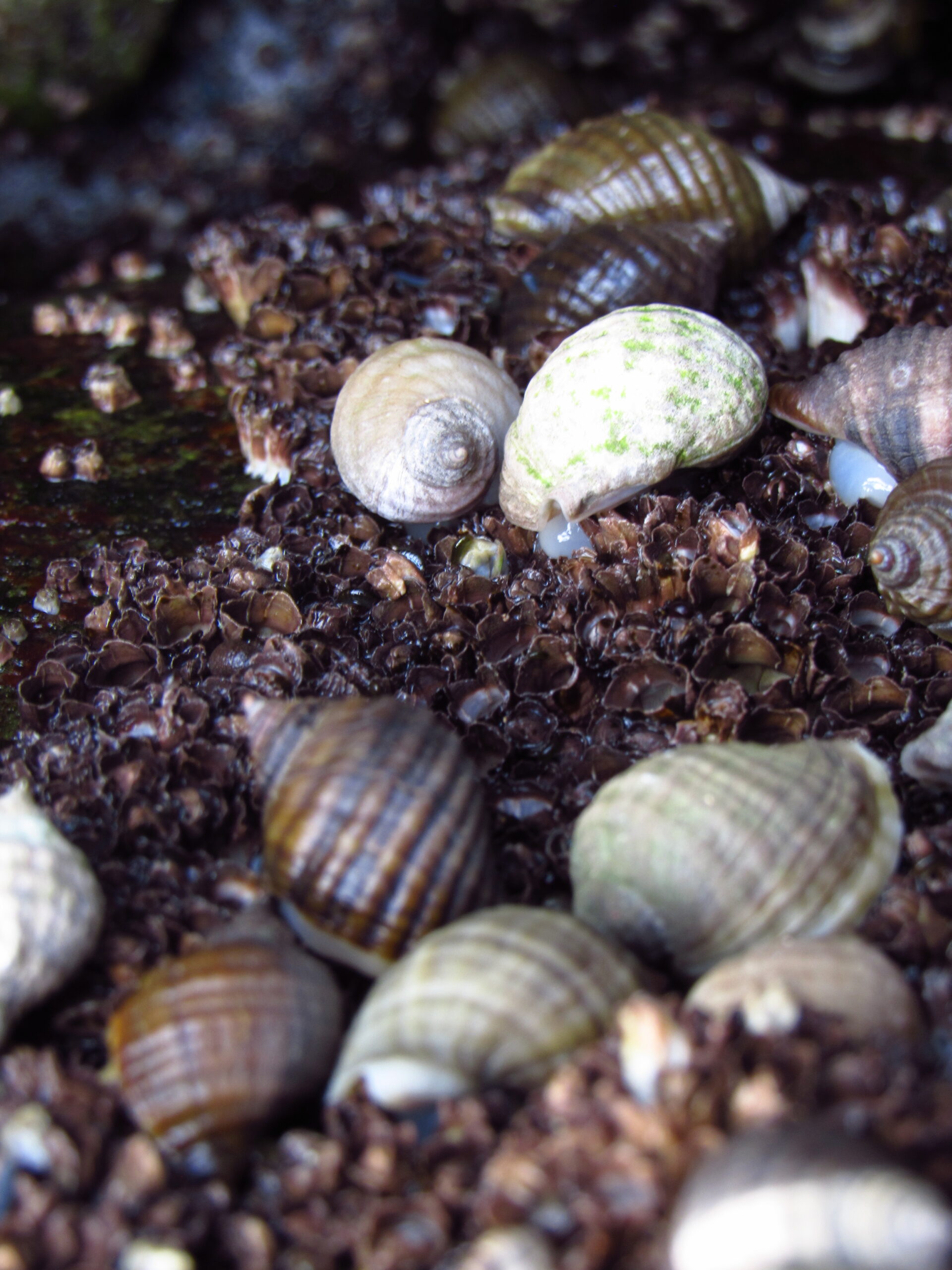 Dog Whelk - UNE Frederich Invertebrate Physiology Lab