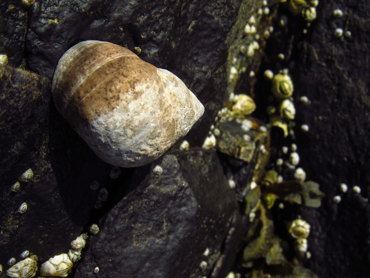 Common Periwinkle - UNE Frederich Invertebrate Physiology Lab