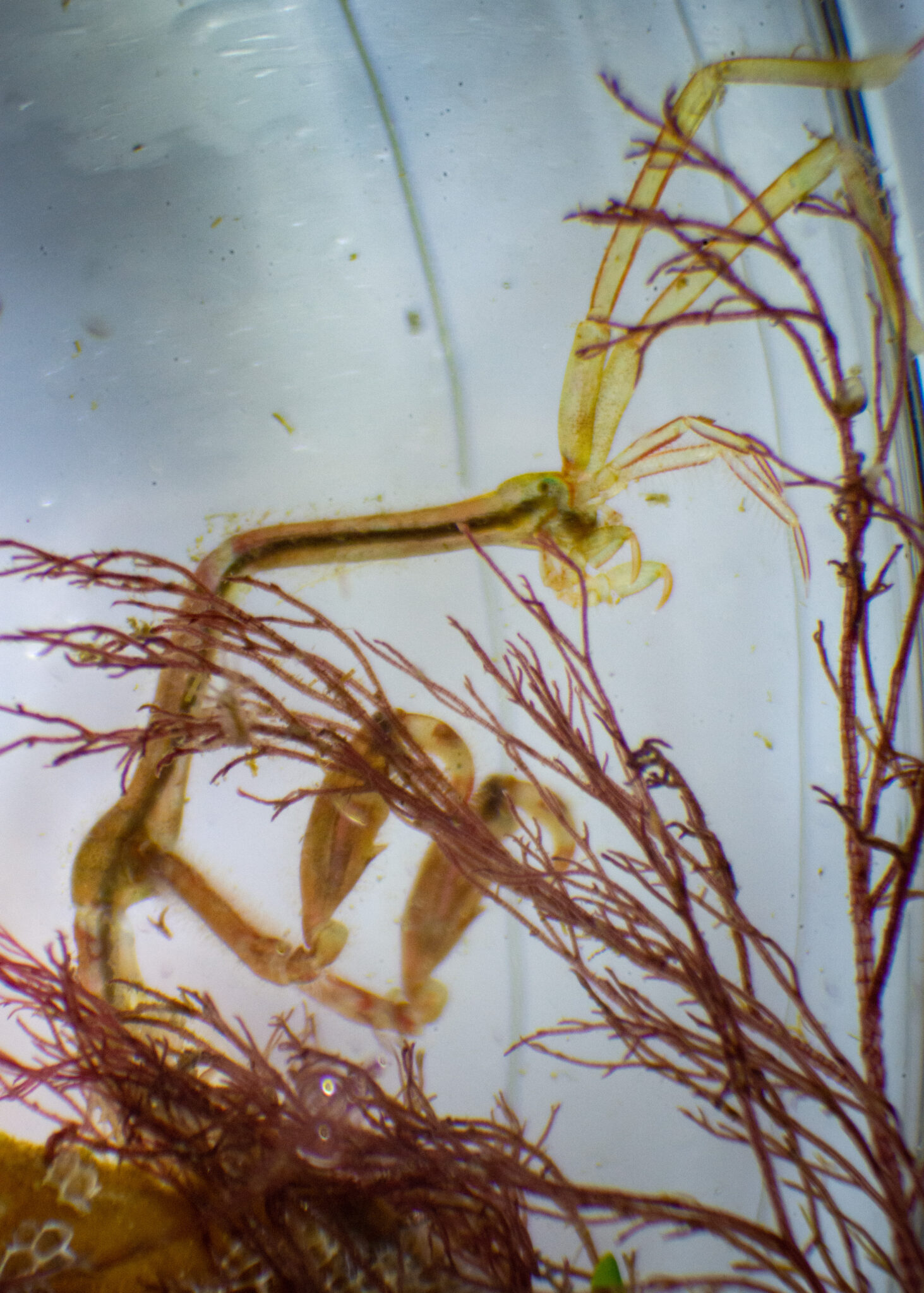 Invasive species - UNE Frederich Invertebrate Physiology Lab