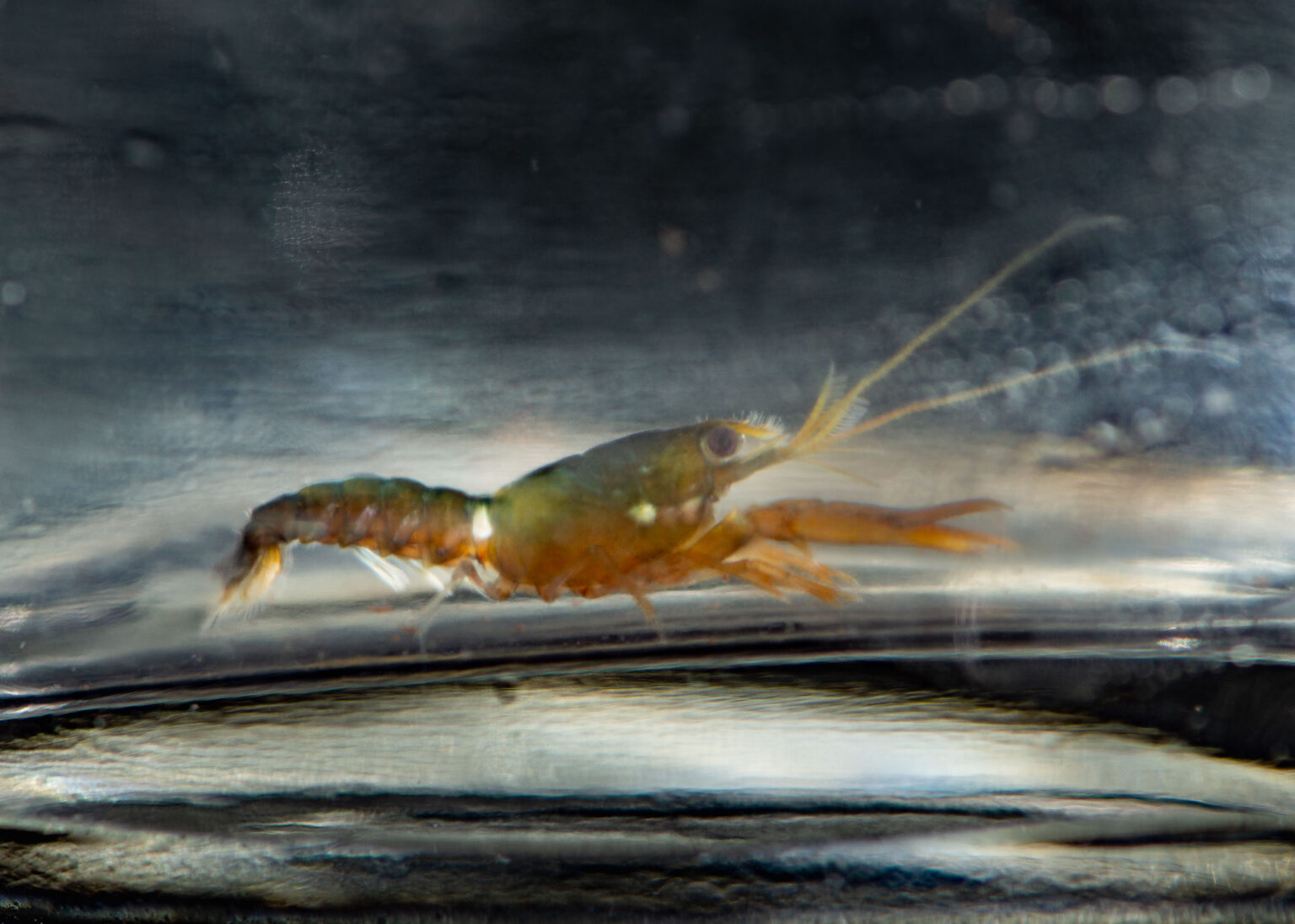 Lobster Larvae - UNE Frederich Invertebrate Physiology Lab