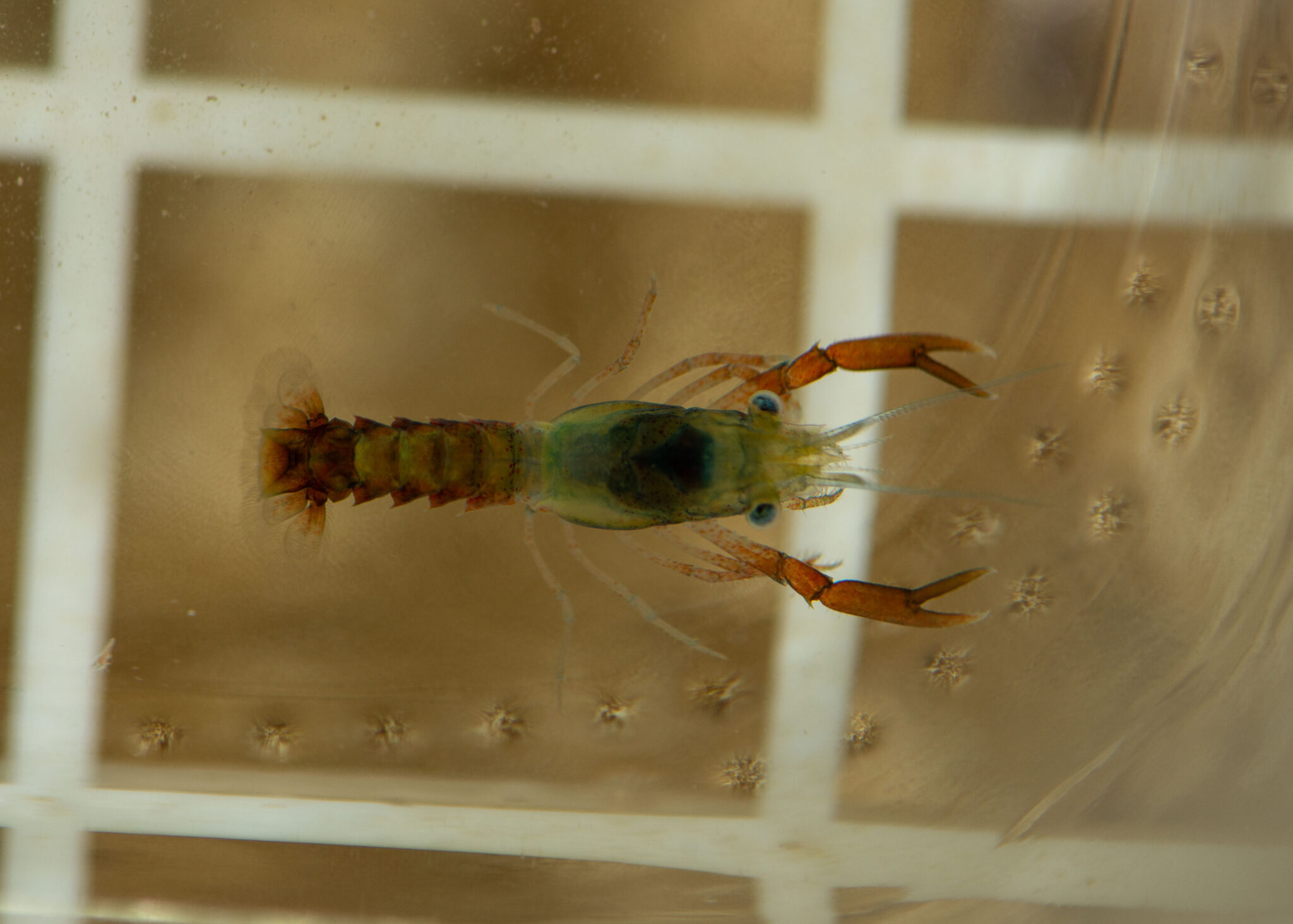 Lobster Larvae - UNE Frederich Invertebrate Physiology Lab