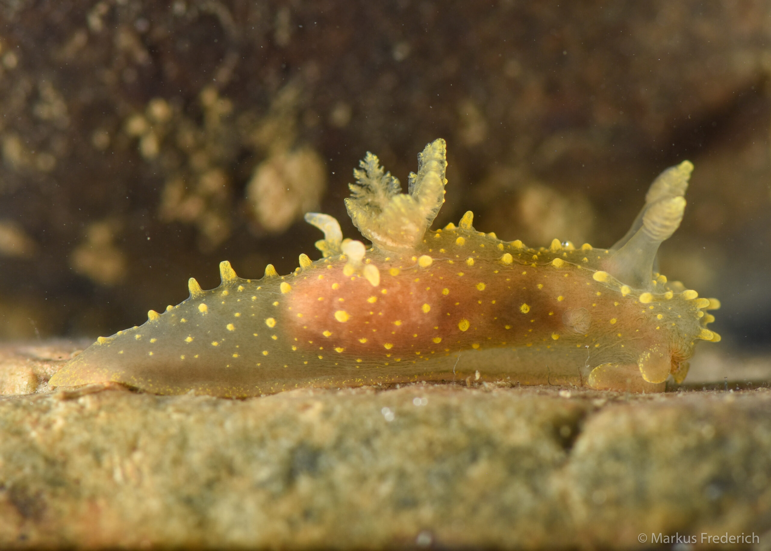 Photography - UNE Frederich Invertebrate Physiology Lab
