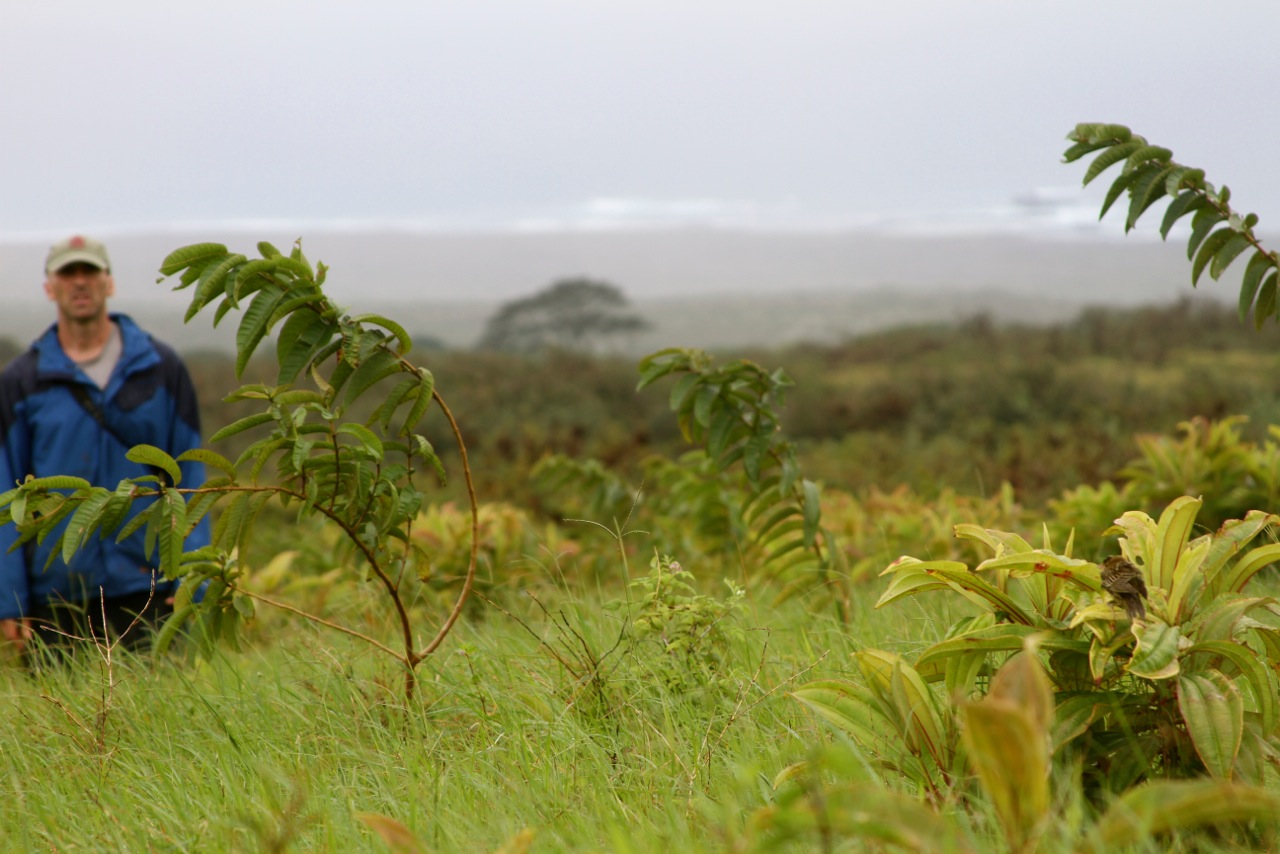 Galapagos Bobolink Project - Perlut Lab