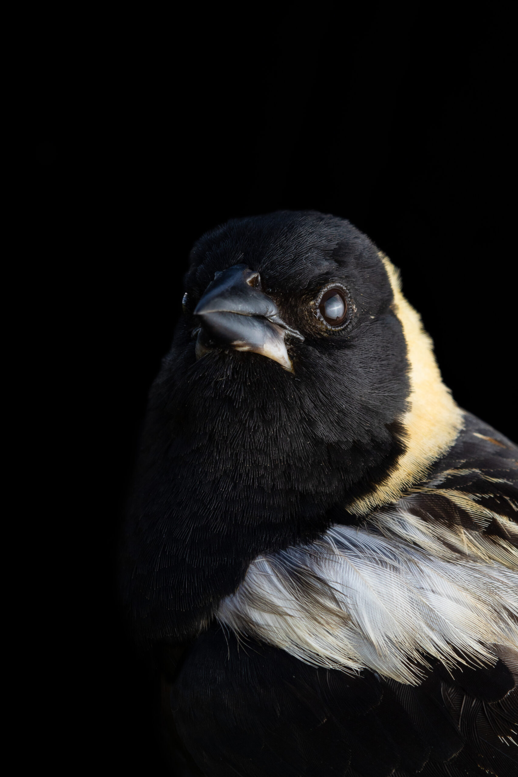 Bobolink Odyssey - Perlut Lab